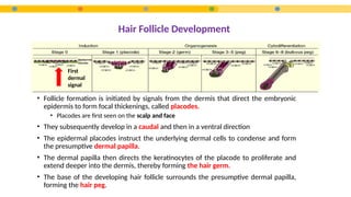 Embryology of Skin - Epidermal Development , Development of the ...