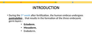 Embryology of Skin - Epidermal Development , Development of the specialized cells of the ...