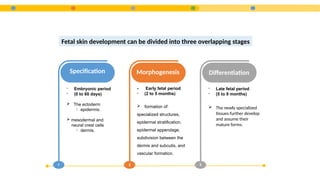 Embryology of Skin - Epidermal Development , Development of the ...