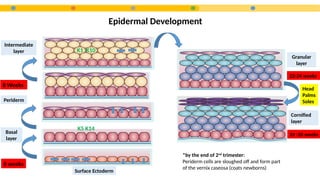 Embryology of Skin - Epidermal Development , Development of the ...