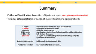 Embryology of Skin - Epidermal Development , Development of the ...