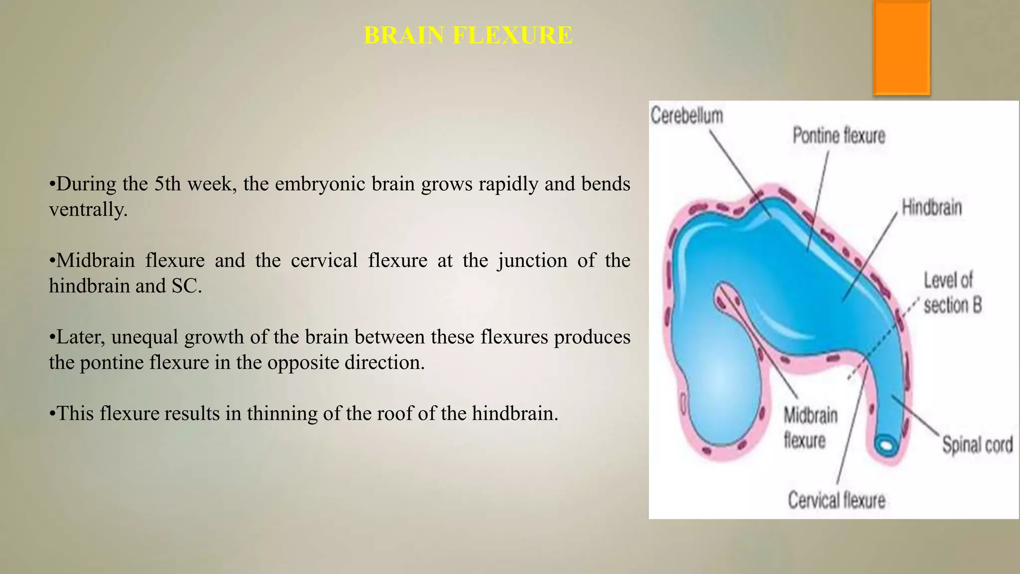 Embryology Of The Brain.pptx
