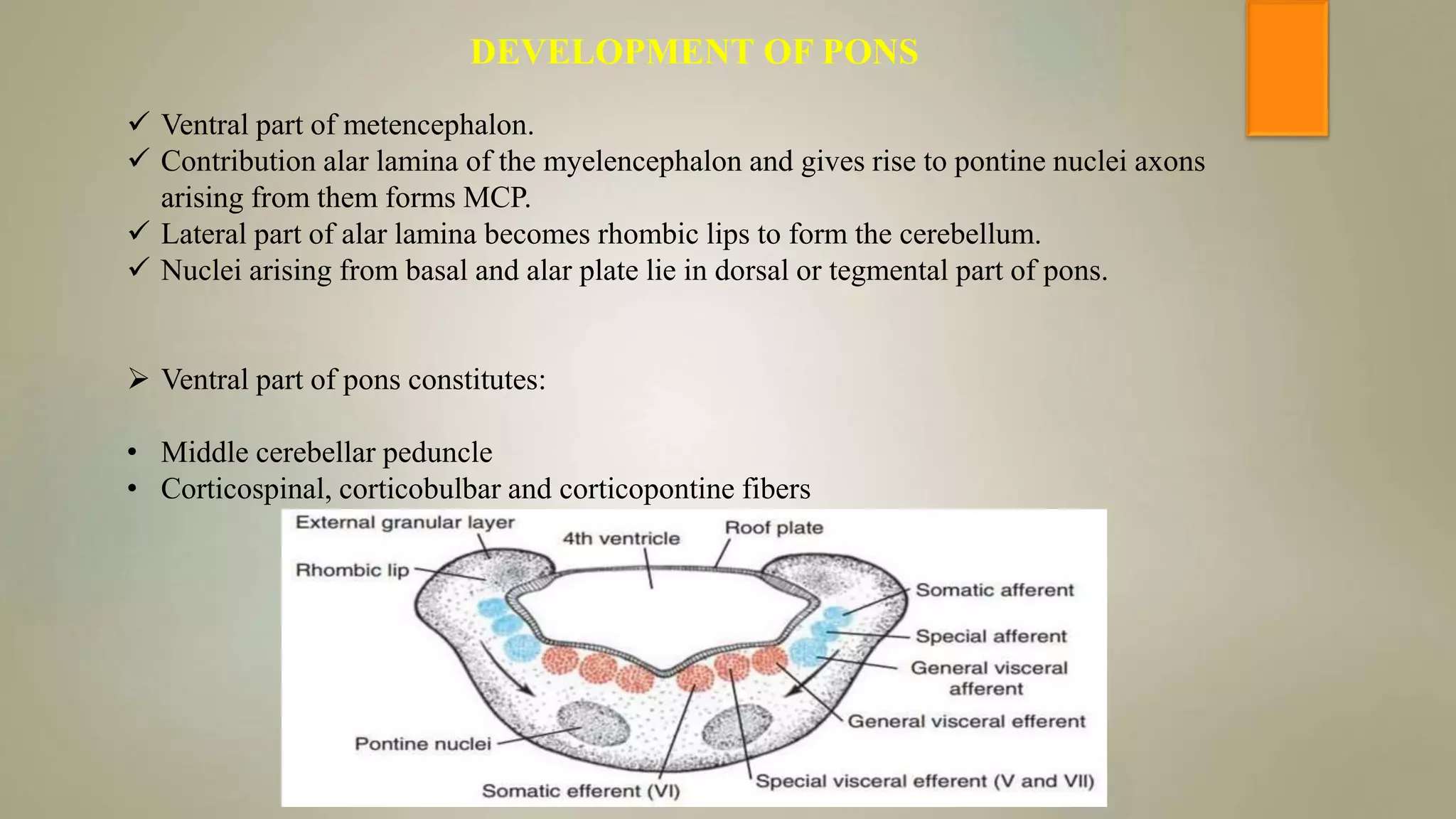 Embryology Of The Brain.pptx