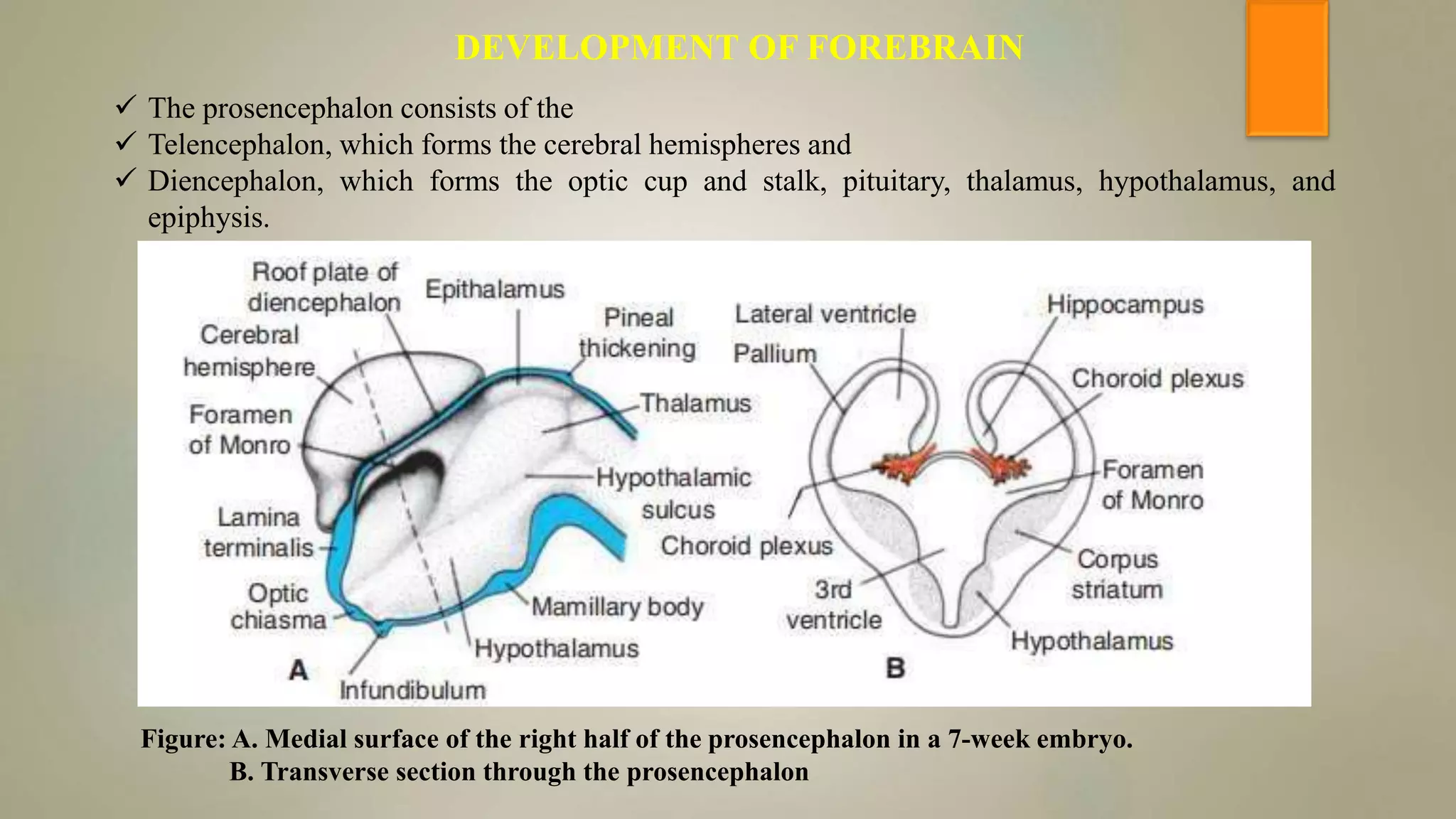 Embryology Of The Brain.pptx