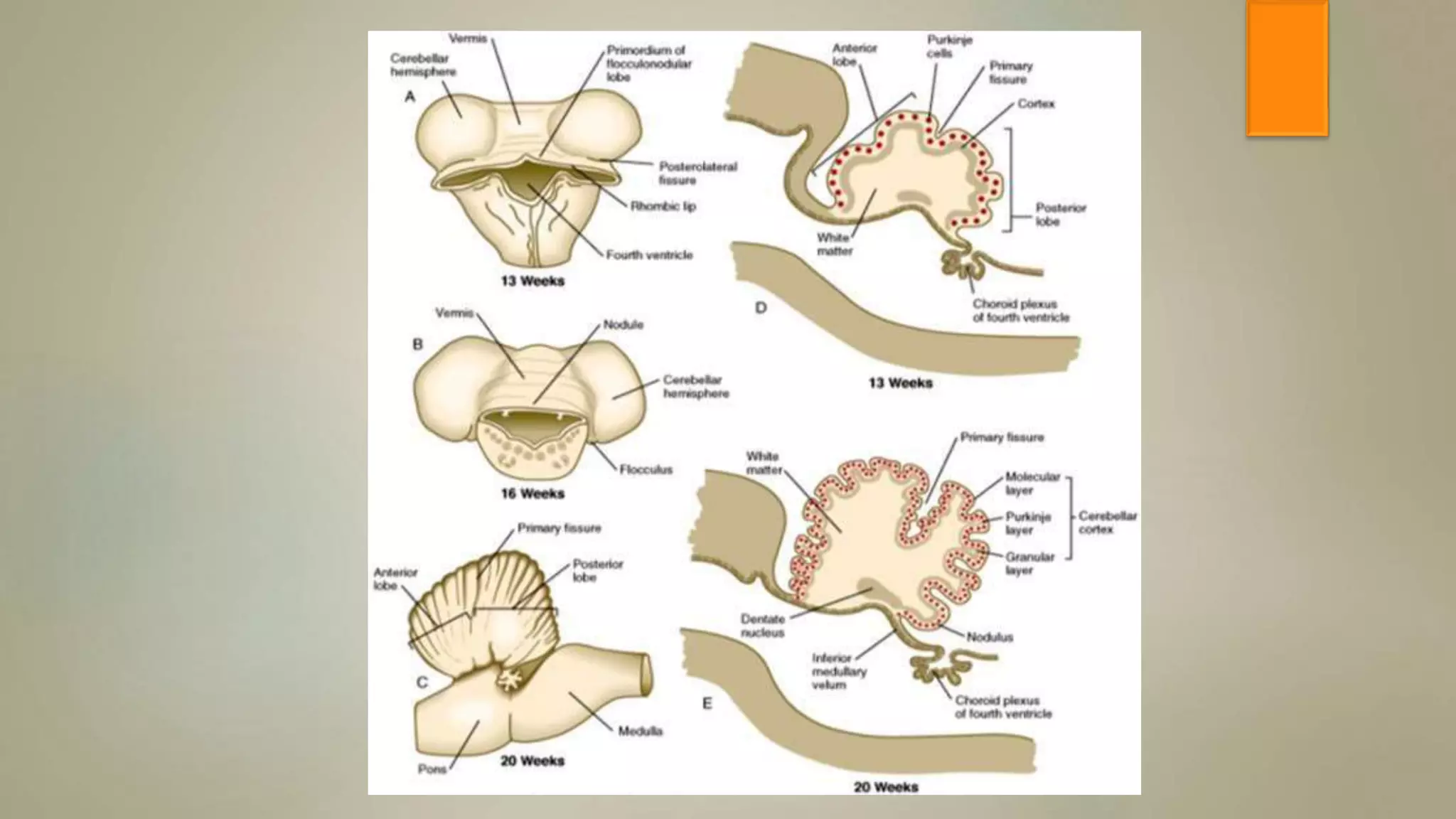 Embryology Of The Brain.pptx