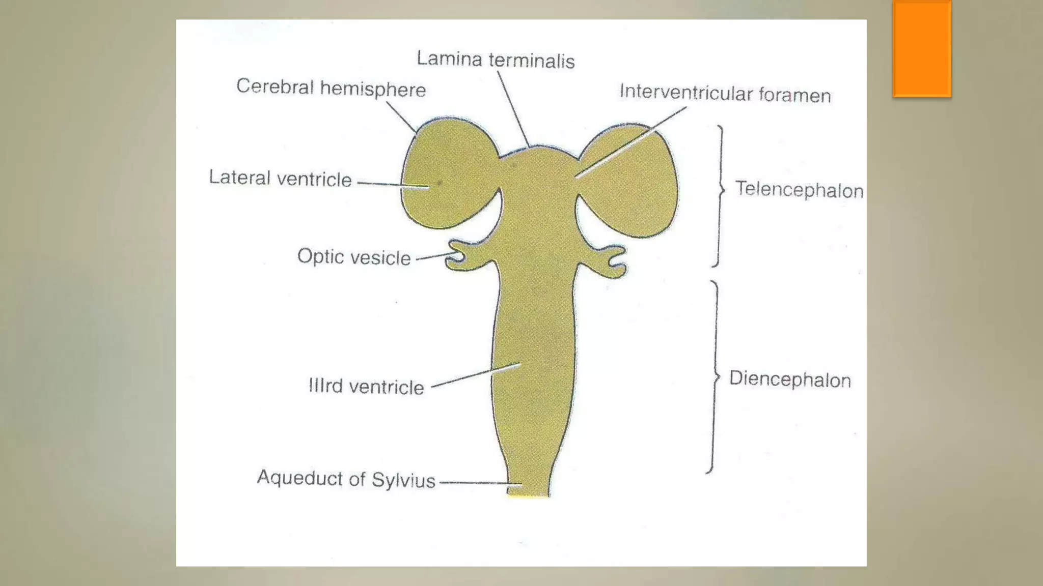 Embryology Of The Brain.pptx