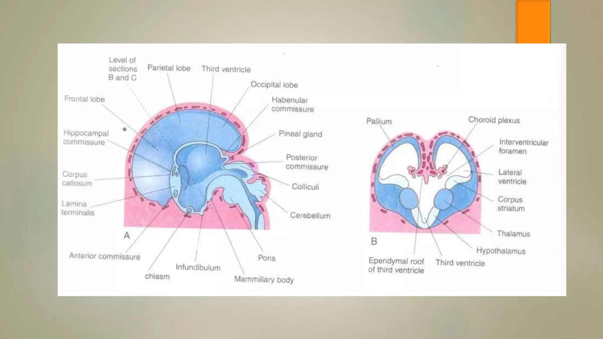 Embryology Of The Brain.pptx