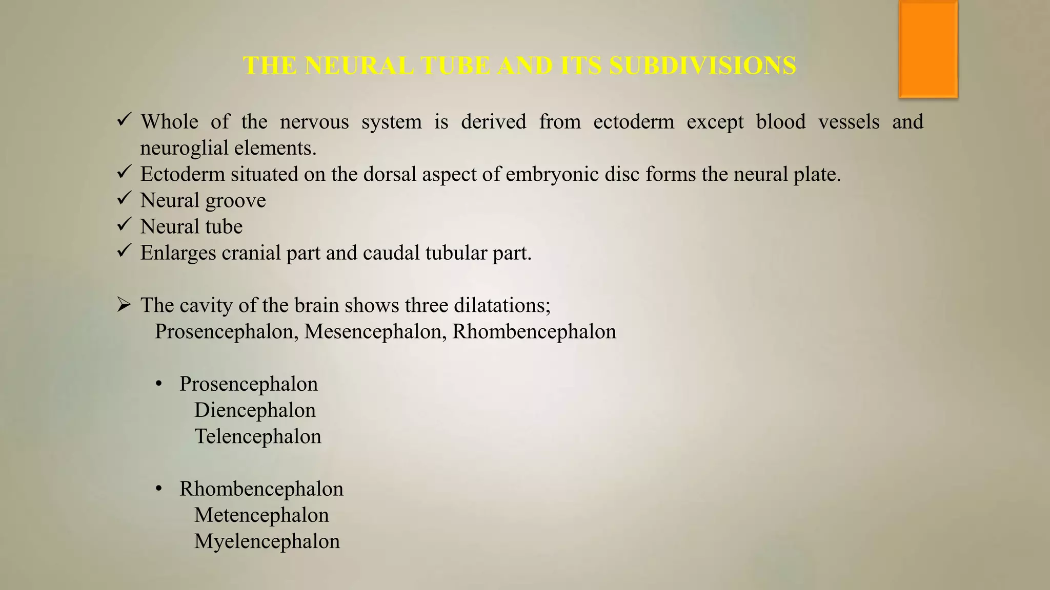 Embryology Of The Brain.pptx