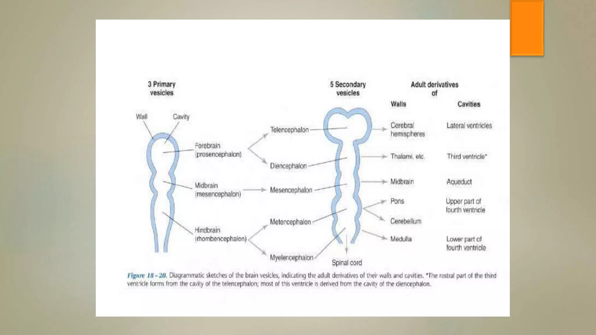Embryology Of The Brain.pptx