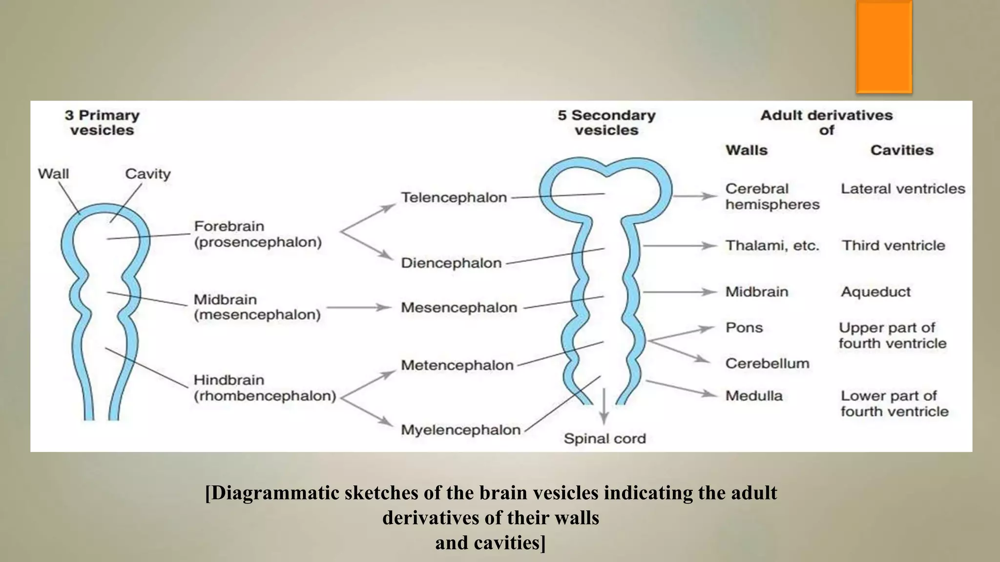 Embryology Of The Brain.pptx
