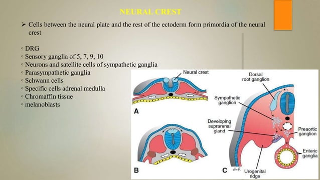 Embryology Of The Brain.pptx