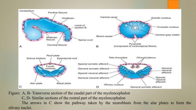 Embryology Of The Brain.pptx