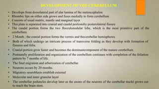 Embryology Of The Brain.pptx