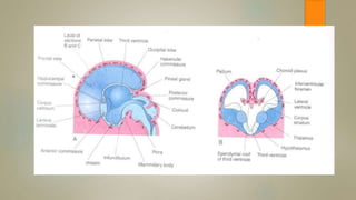 Embryology Of The Brain.pptx