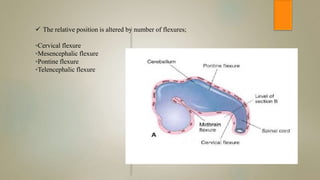 Embryology Of The Brain.pptx