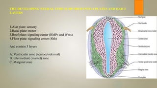 Embryology Of The Brain.pptx