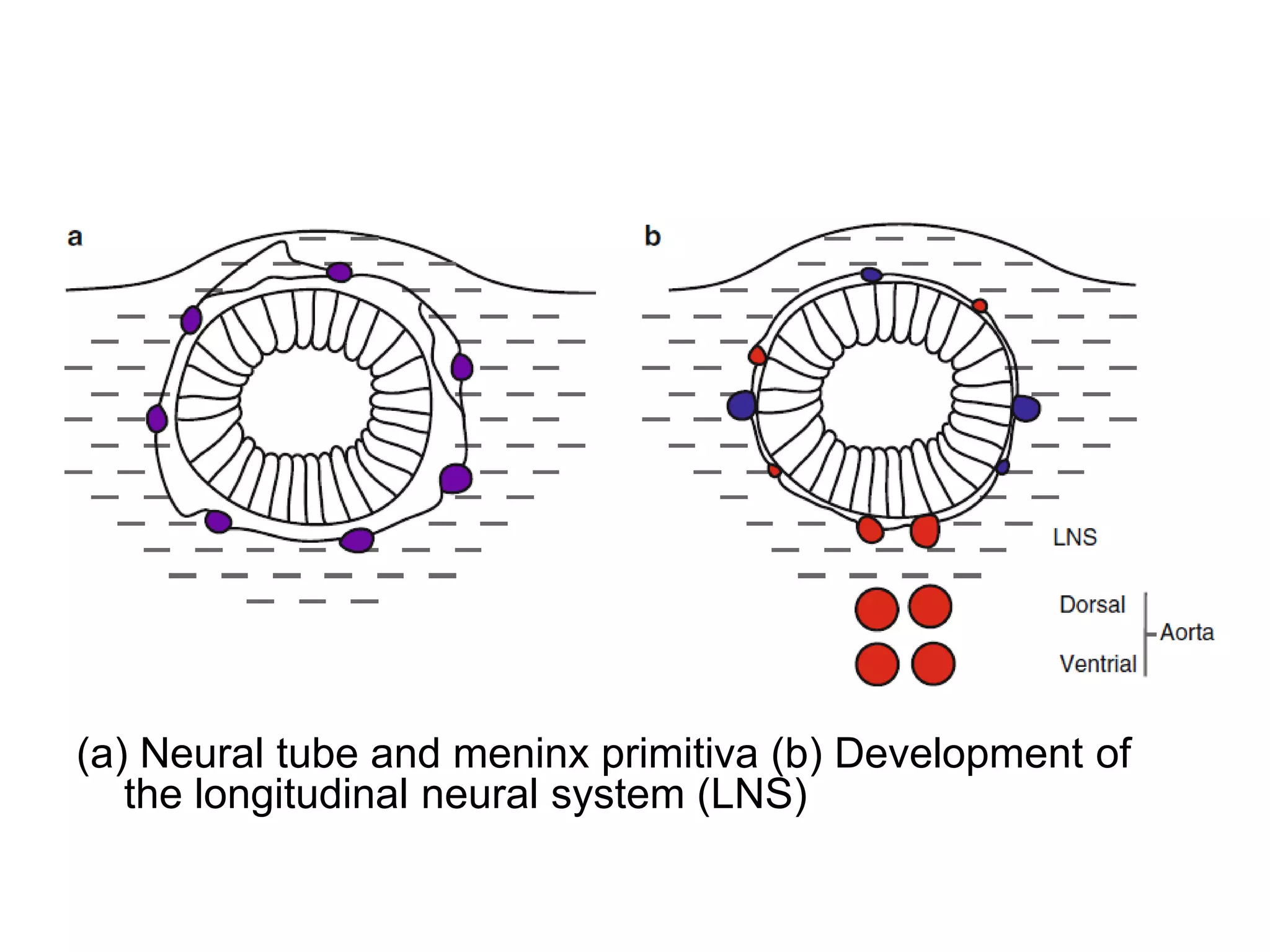 Embryology of the cranial circulation | PPT