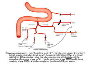 Embryology of the cranial circulation | PPT