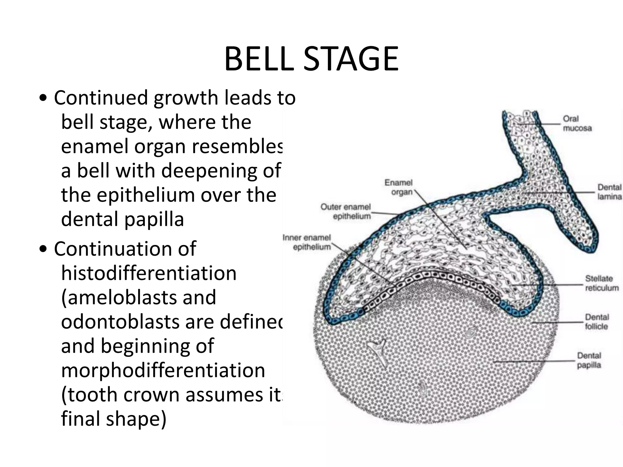 EMBRYOLOGY OF THE DENTITION.pptx