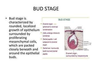 EMBRYOLOGY OF THE DENTITION.pptx