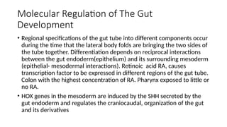 Embryology of the Digestive System revised.pptx