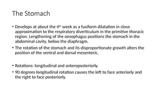 Embryology of the Digestive System revised.pptx