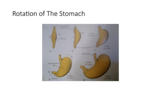 Embryology of the Digestive System revised.pptx