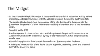 Embryology of the Digestive System revised.pptx