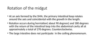 Embryology of the Digestive System revised.pptx
