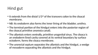 Embryology of the Digestive System revised.pptx