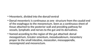 Embryology of the Digestive System revised.pptx