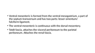 Embryology of the Digestive System revised.pptx