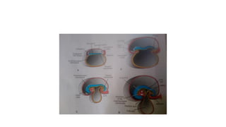 Embryology of the Digestive System revised.pptx
