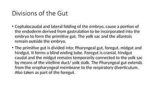 Embryology of the Digestive System revised.pptx