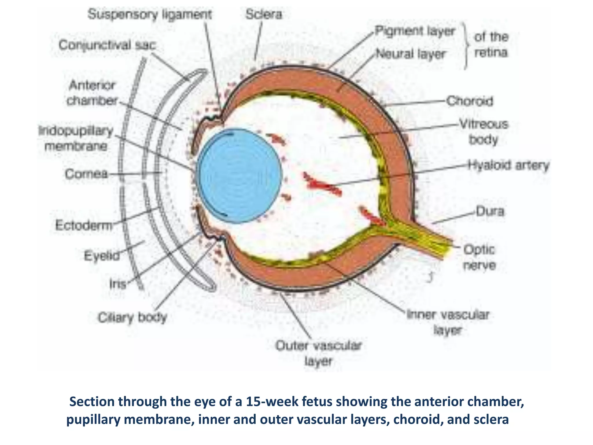 Embryology of the eye | PPTX