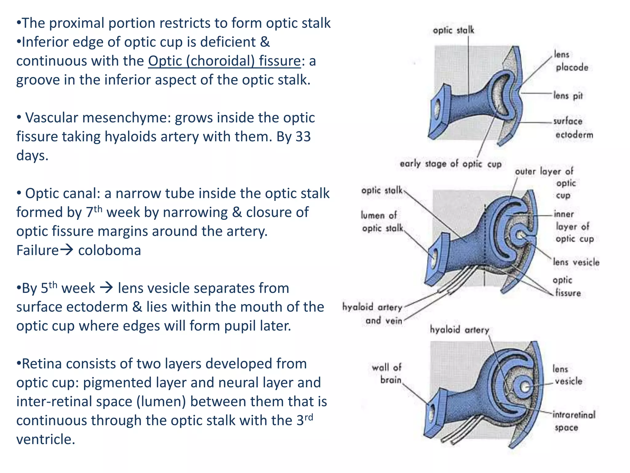 Embryology of the eye | PPTX