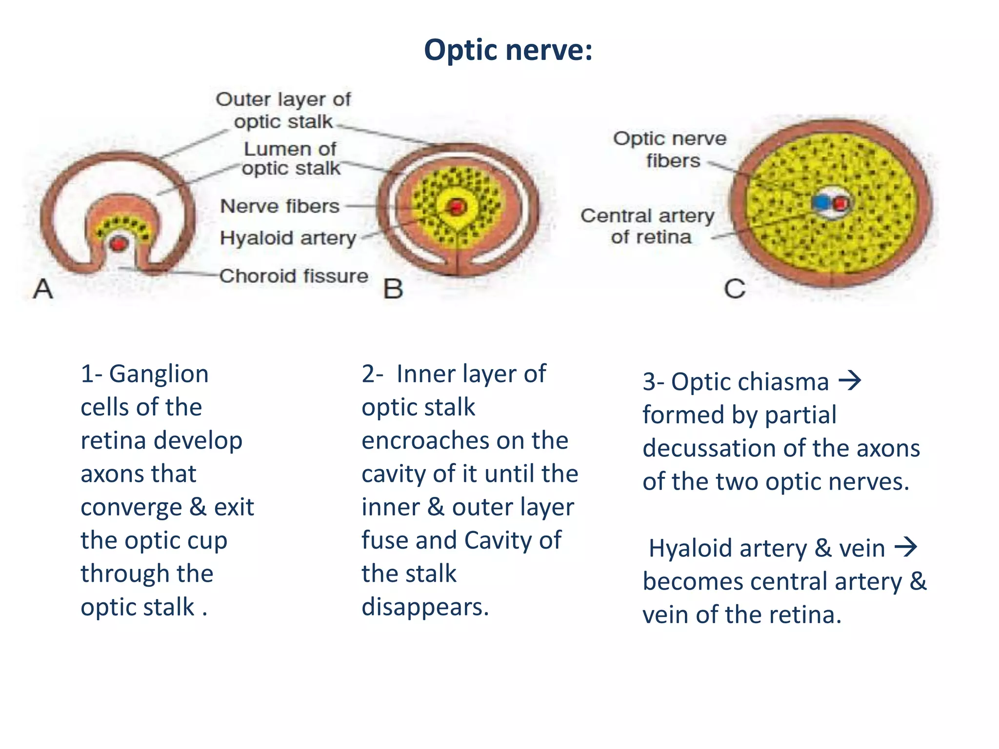 Embryology of the eye | PPTX