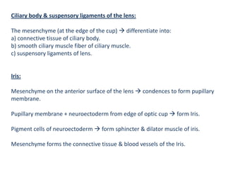 Embryology of the eye | PPTX
