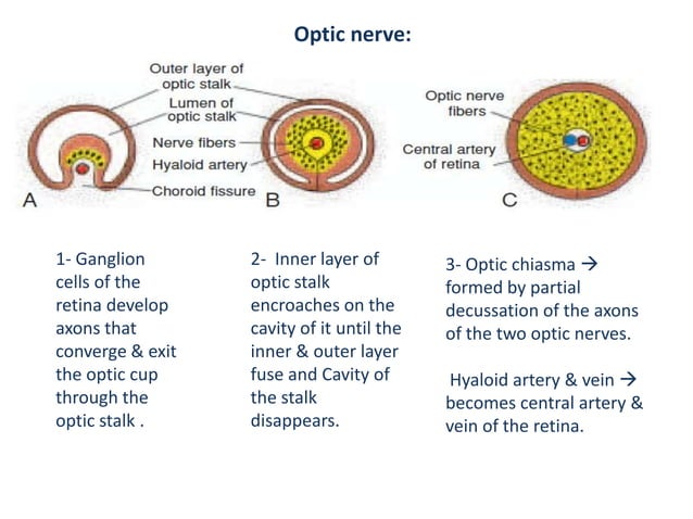 Embryology of the eye | PPTX