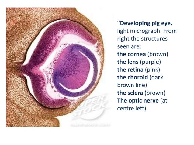 Embryology of the eye | PPTX