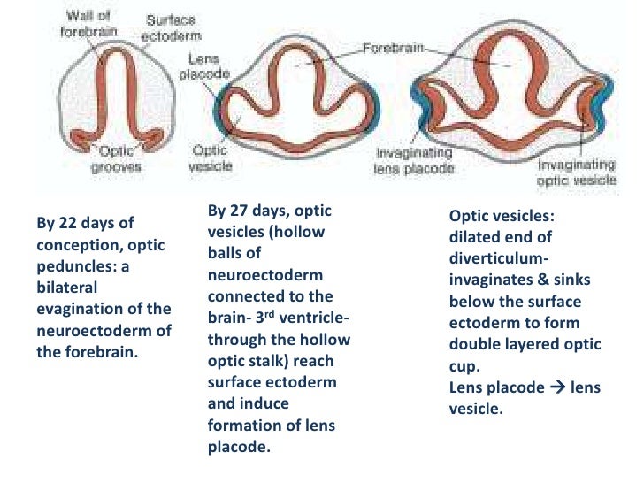 Embryology of the eye