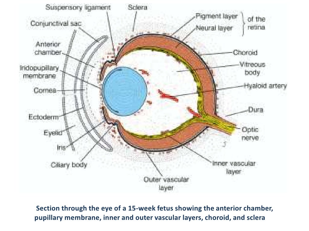 Embryology of the eye
