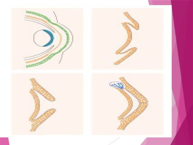 Embryology of the eye in fetus to from and eye | PPT
