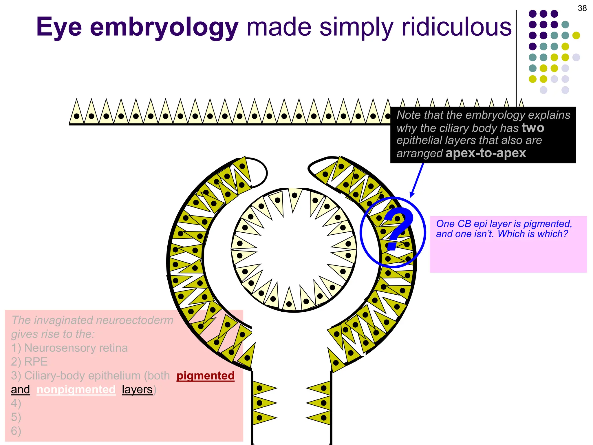 Embryology of the Eye Made Rediculously Simple.pdf