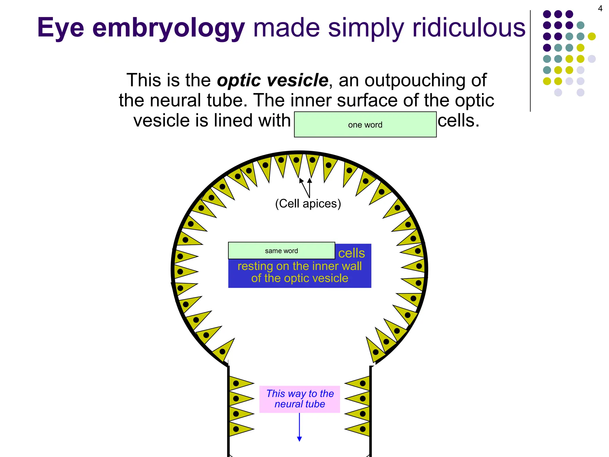 Embryology of the Eye Made Rediculously Simple.pdf