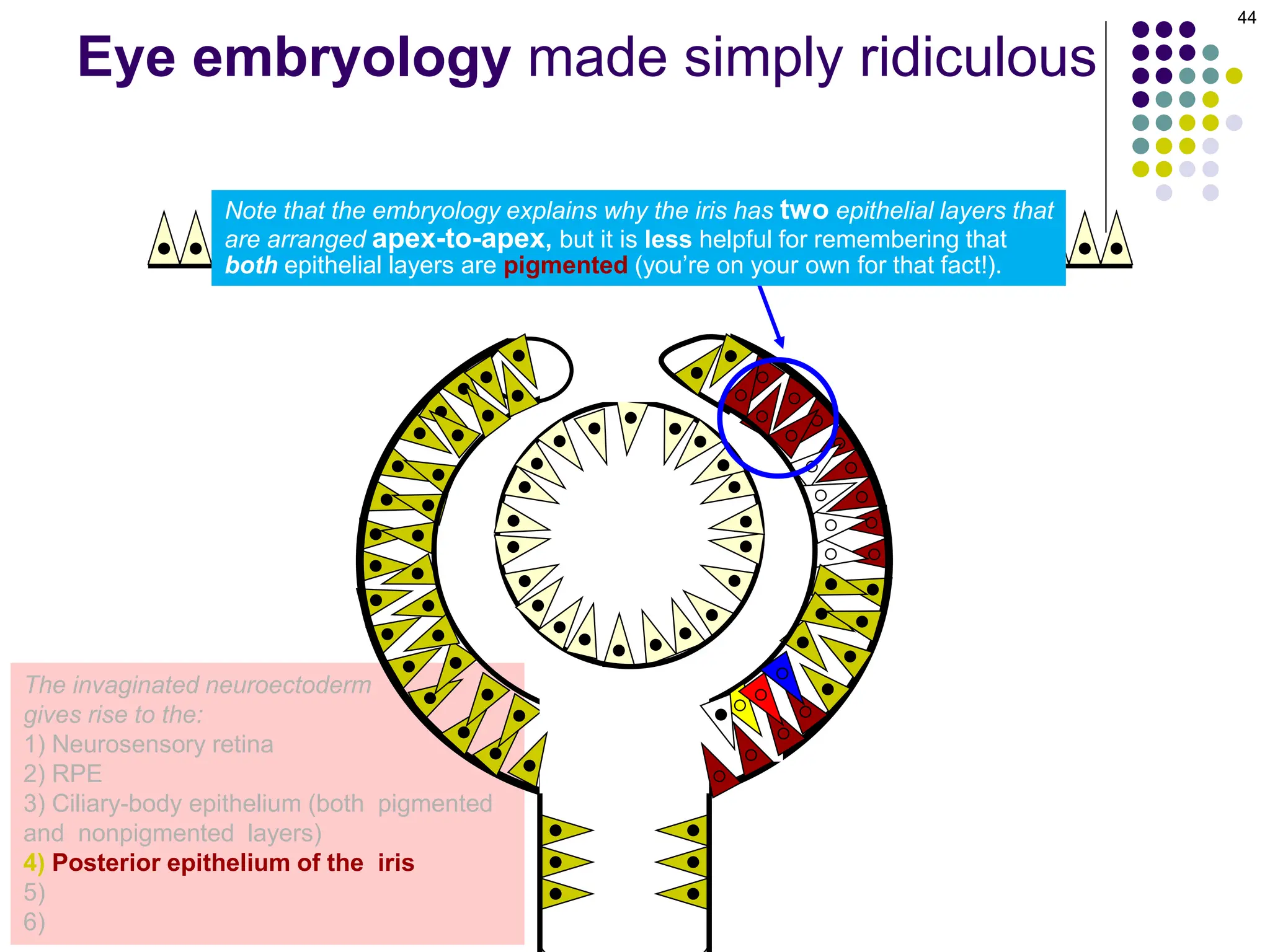 Embryology of the Eye Made Rediculously Simple.pdf
