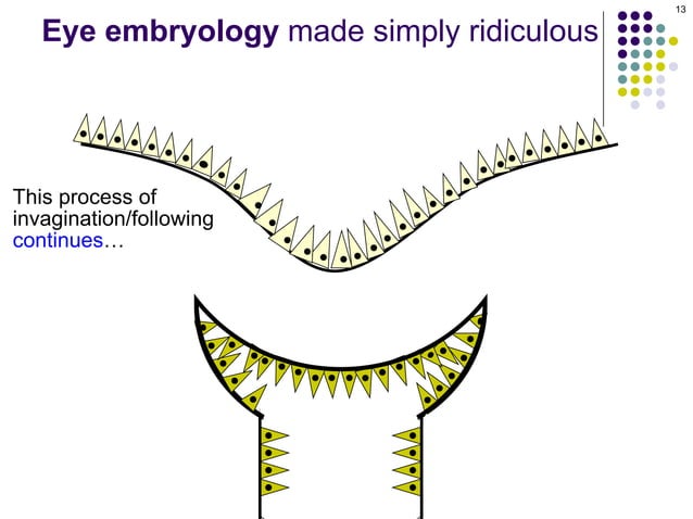 Embryology of the Eye Made Rediculously Simple.pdf | Eye and Vision ...