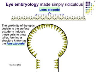 Embryology of the Eye Made Rediculously Simple.pdf