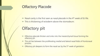 Embryology of the face, nose & pns beba | PPTX
