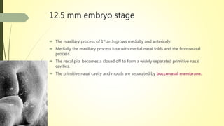 Embryology of the face, nose & pns beba | PPTX